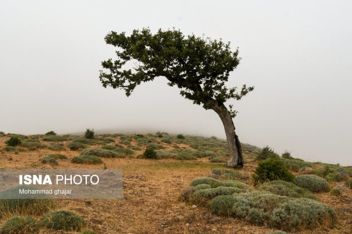 Picturesque Foggy Forests In Northern Iran - Iran Front Page