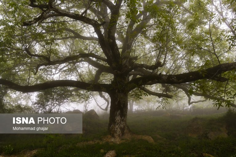 Picturesque Foggy Forests In Northern Iran - Iran Front Page