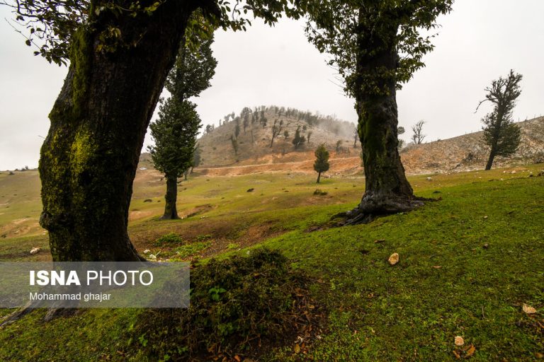 Picturesque Foggy Forests In Northern Iran - Iran Front Page