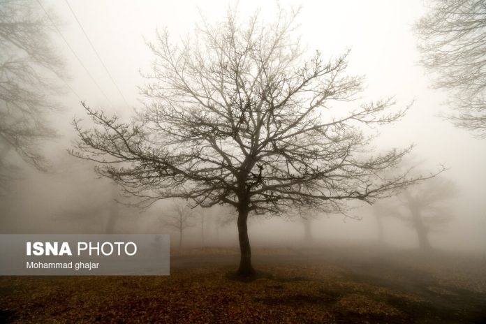 Picturesque Foggy Forests In Northern Iran - Iran Front Page