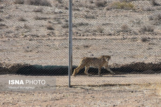 Rare Footage Captures Asiatic Cheetah, Persian Onager In Same Frame ...