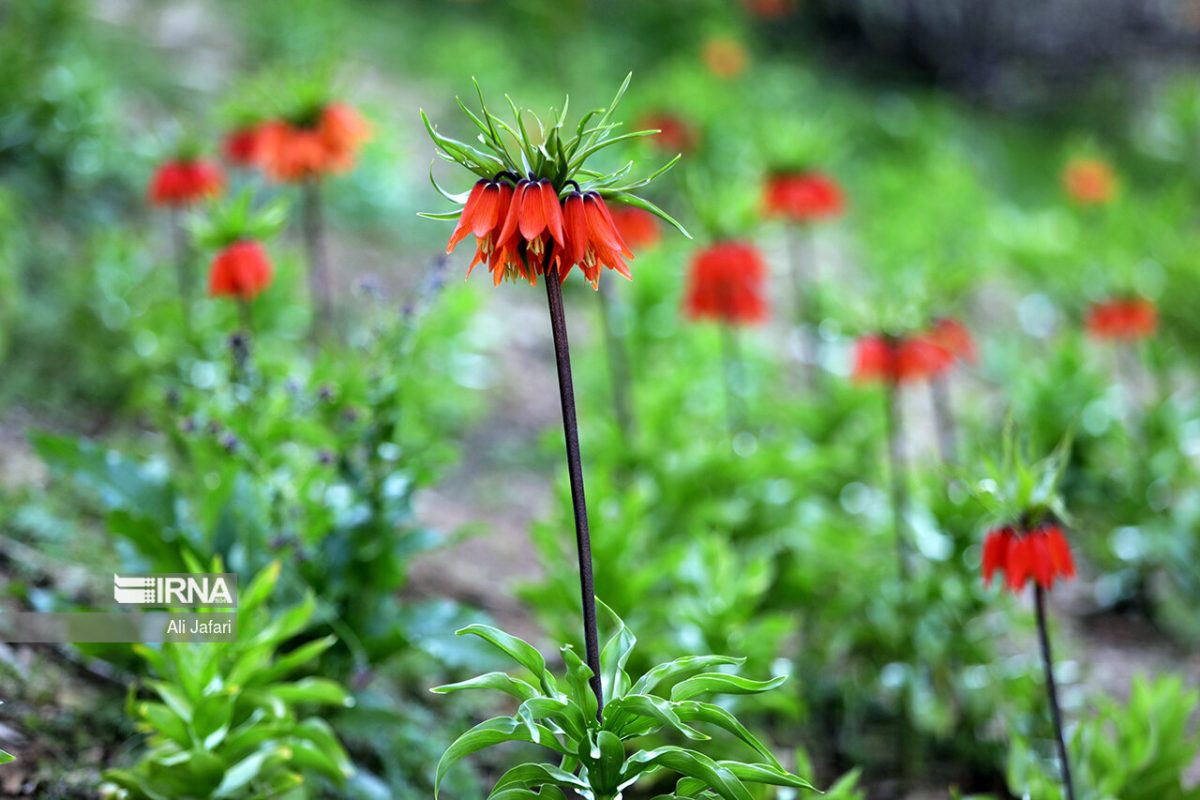 Inverted Tulips Adorn Western Iranian Fields - Iran Front Page