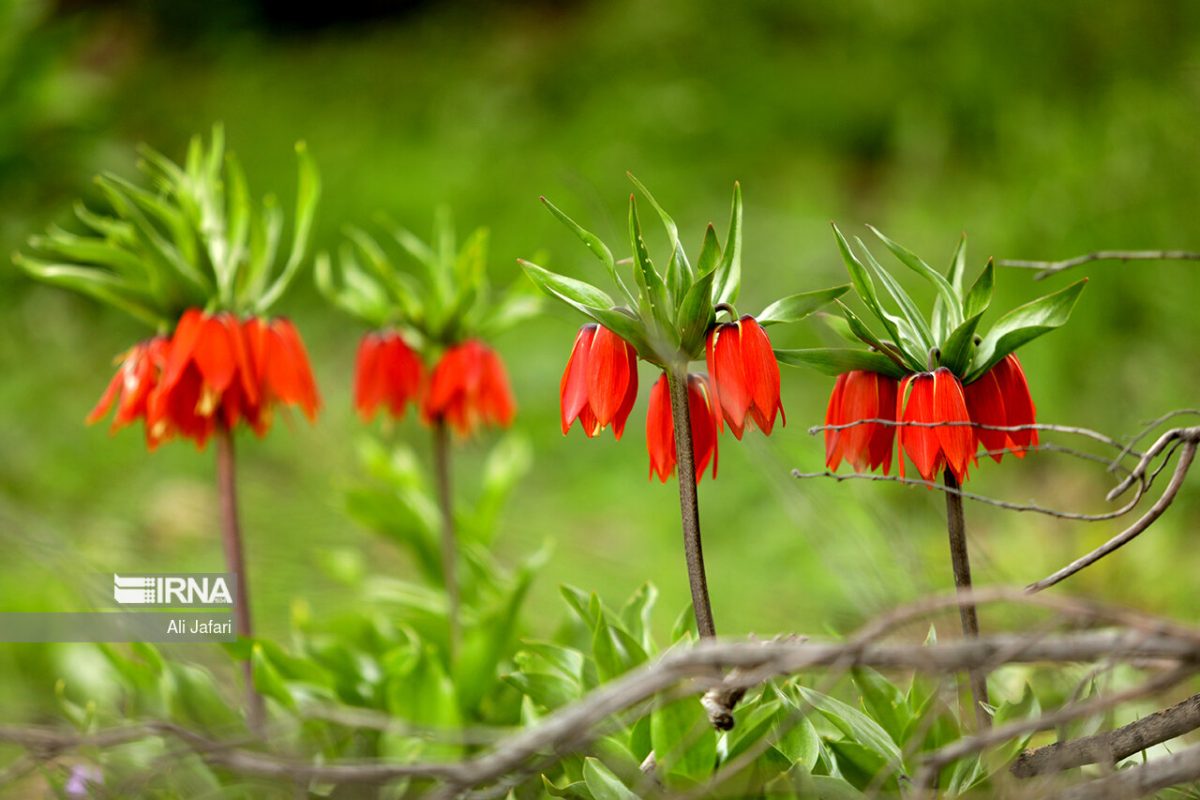 Inverted Tulips Adorn Western Iranian Fields - Iran Front Page