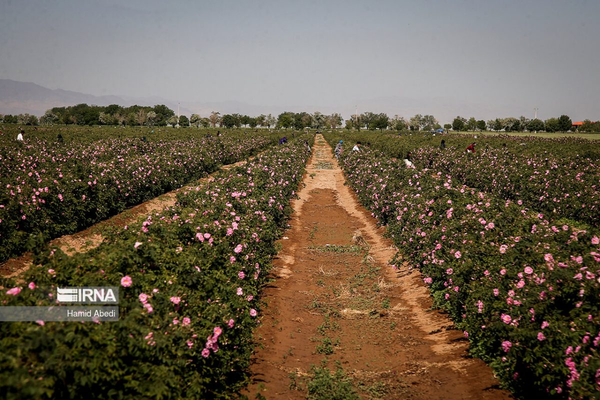 Harvest Of Roses In North-central Iran - Iran Front Page