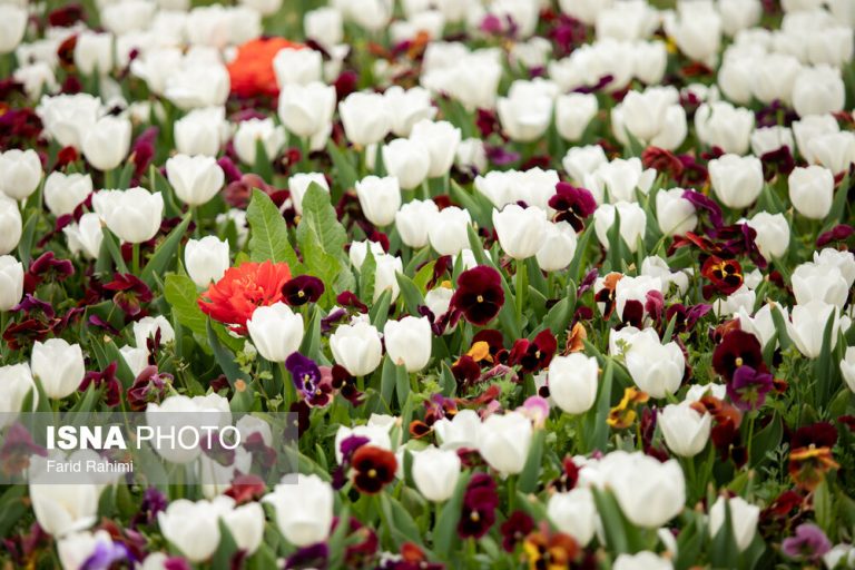Iran Tourism: Tulip Festival In Araak, Central Iran - Iran Front Page
