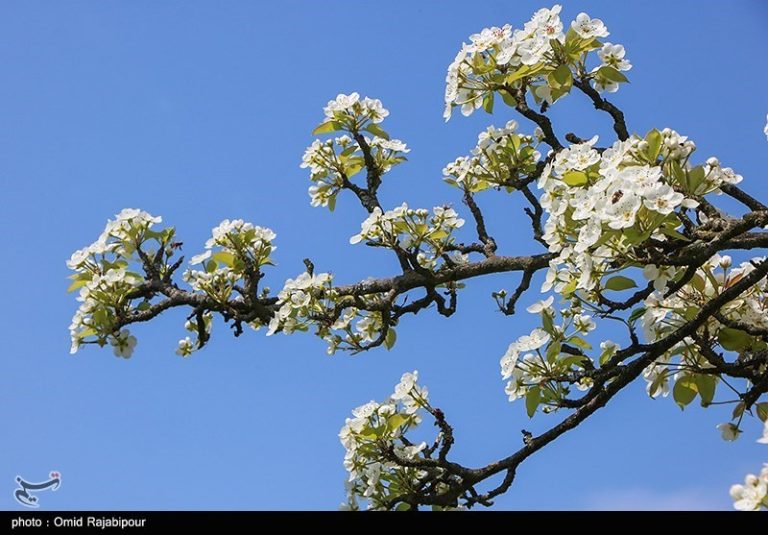 Spectacular Pear Trees In Iran’s Gilan Province - Iran Front Page