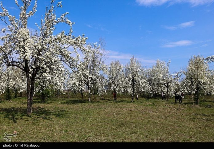 Spectacular Pear Trees In Iran’s Gilan Province - Iran Front Page