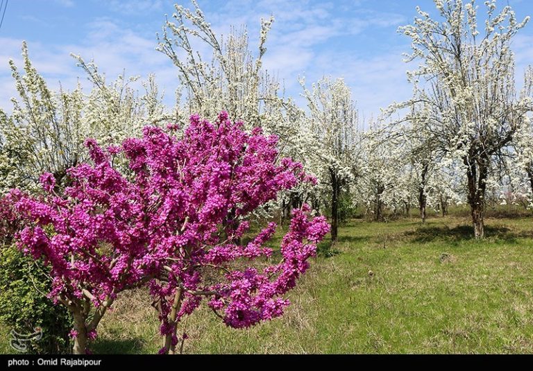 Spectacular Pear Trees In Iran’s Gilan Province - Iran Front Page