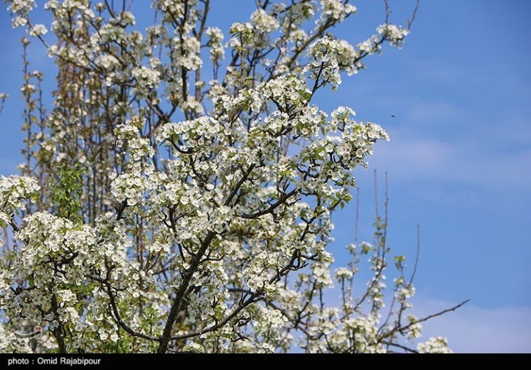 Spectacular Pear Trees In Iran’s Gilan Province - Iran Front Page