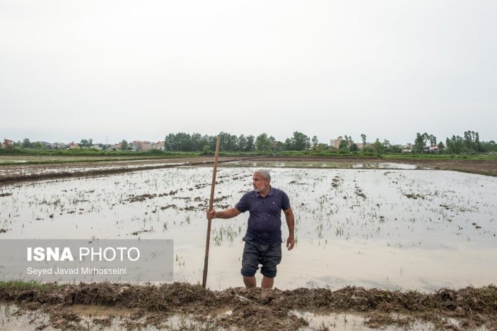 Rice Paddies Thirsty For Water - Iran Front Page