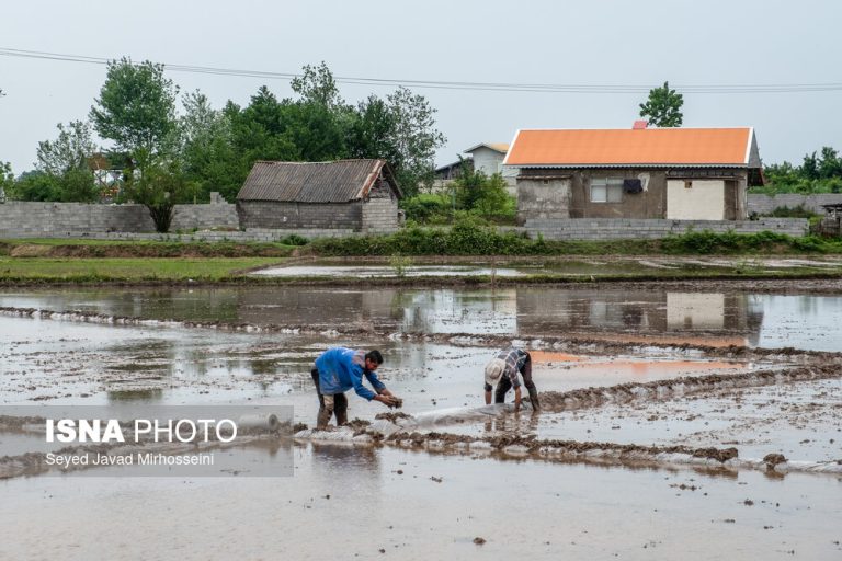 Rice Paddies Thirsty For Water - Iran Front Page