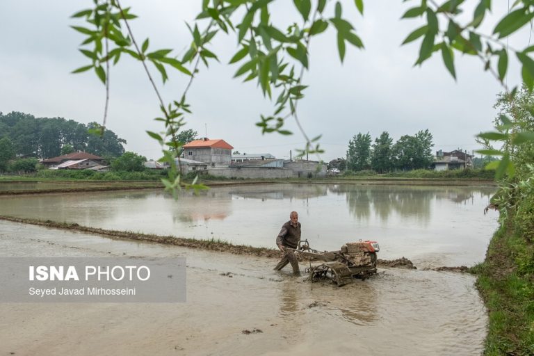 Rice Paddies Thirsty For Water - Iran Front Page