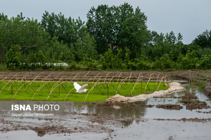 Rice Paddies Thirsty For Water - Iran Front Page