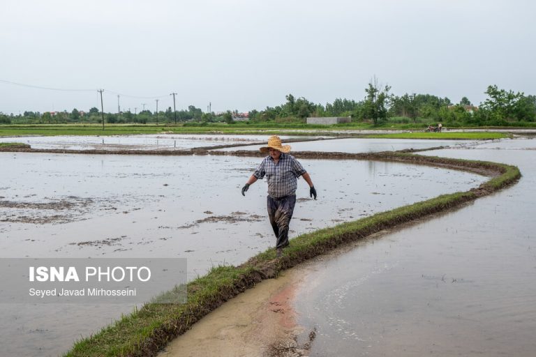 Rice Paddies Thirsty For Water - Iran Front Page