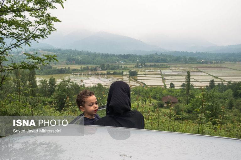 Rice Paddies Thirsty For Water - Iran Front Page