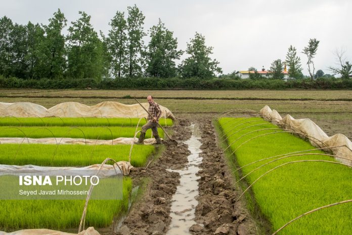 Rice Paddies Thirsty For Water - Iran Front Page