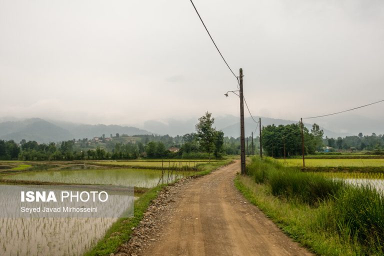 Rice Paddies Thirsty For Water - Iran Front Page