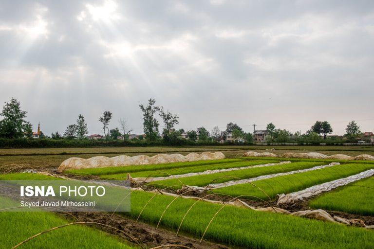 Rice Paddies Thirsty For Water - Iran Front Page
