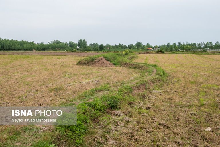 Rice Paddies Thirsty For Water - Iran Front Page