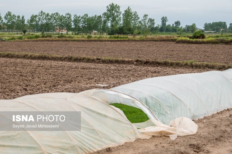 Rice Paddies Thirsty For Water - Iran Front Page