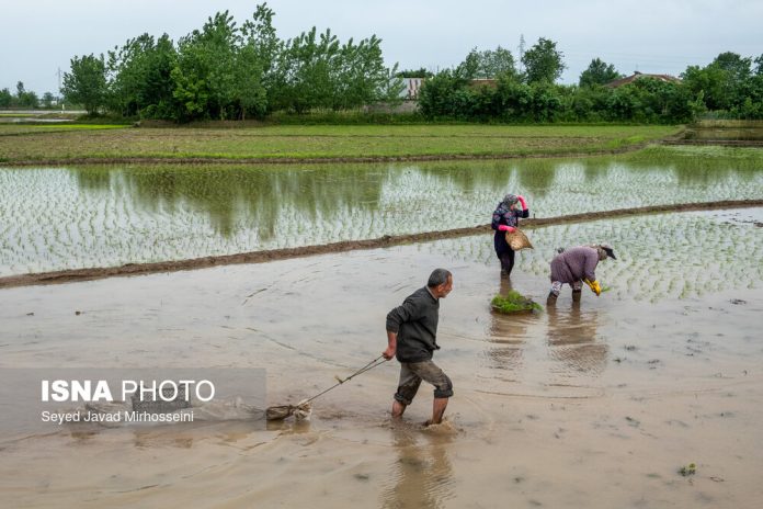 Rice Paddies Thirsty For Water - Iran Front Page