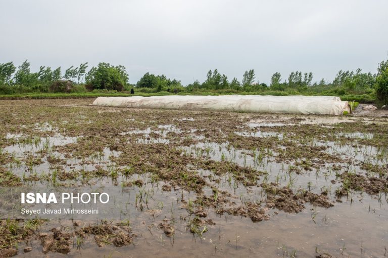 Rice Paddies Thirsty For Water - Iran Front Page