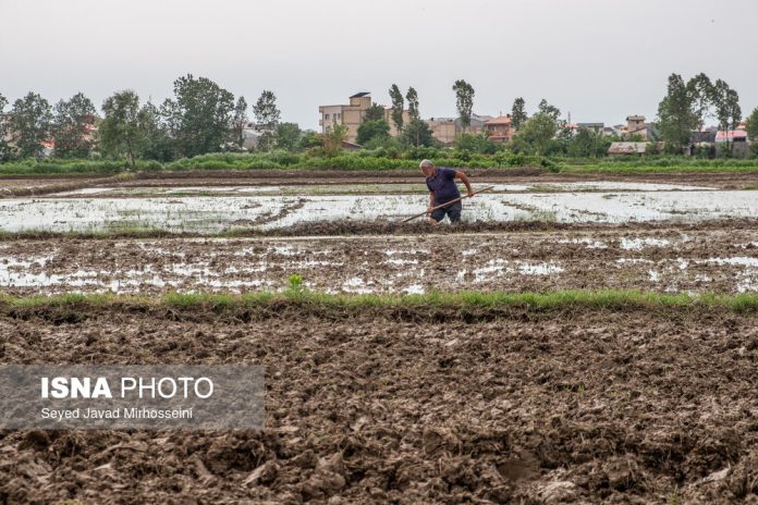 Rice Paddies Thirsty For Water - Iran Front Page