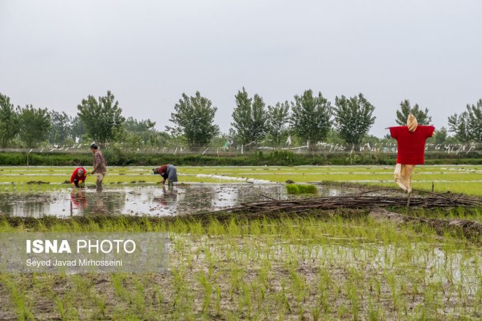Rice Paddies Thirsty For Water - Iran Front Page