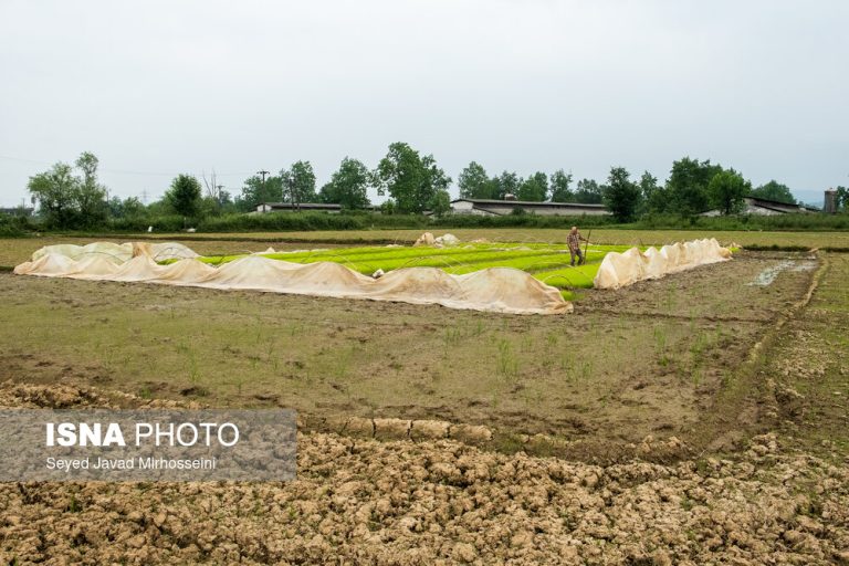 Rice Paddies Thirsty For Water - Iran Front Page