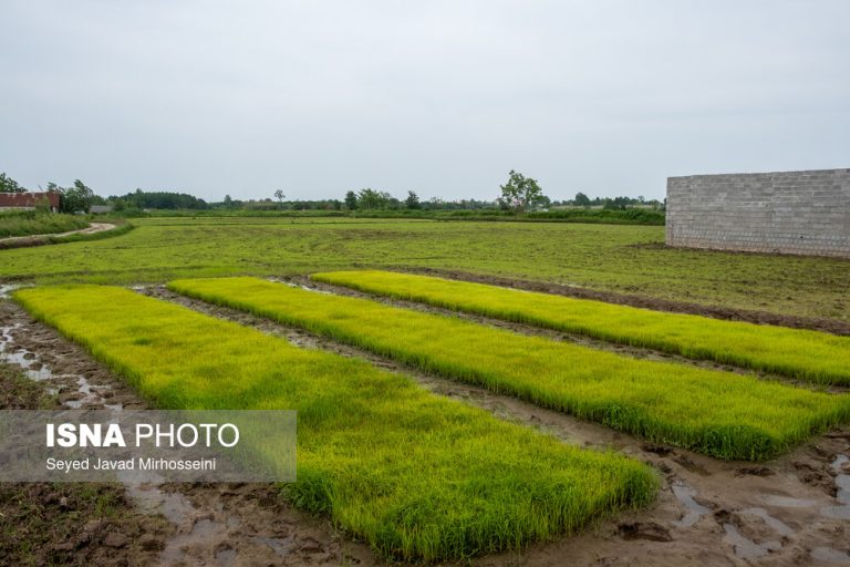 Rice Paddies Thirsty For Water - Iran Front Page