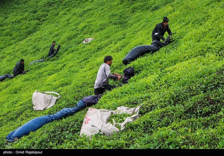 Harvesting Spring-time Chai (tea) Plants In Iran’s North - Iran Front Page