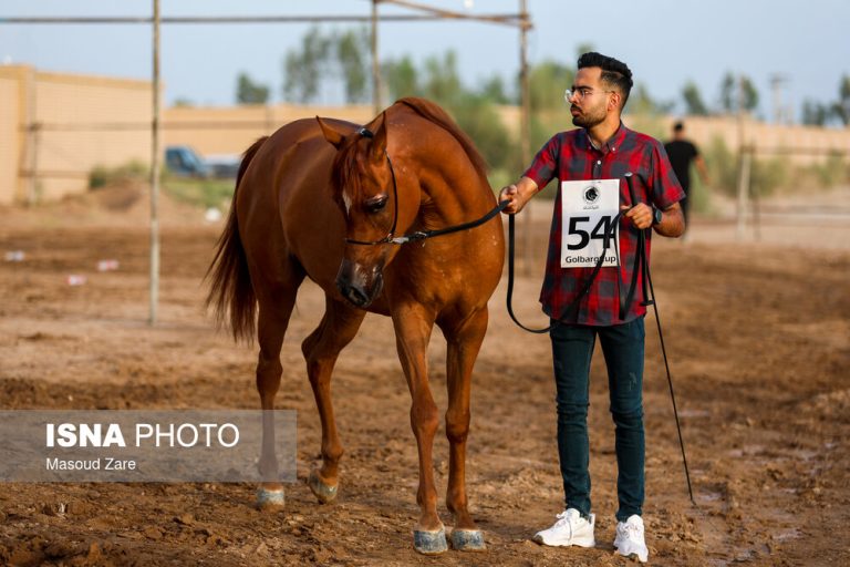 Iran Holds Purebred Arabian Horse Competition - Iran Front Page