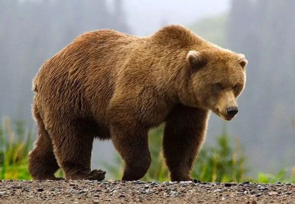 Brown Bear Filmed In Ramsar Forests, Northern Iran - Iran Front Page
